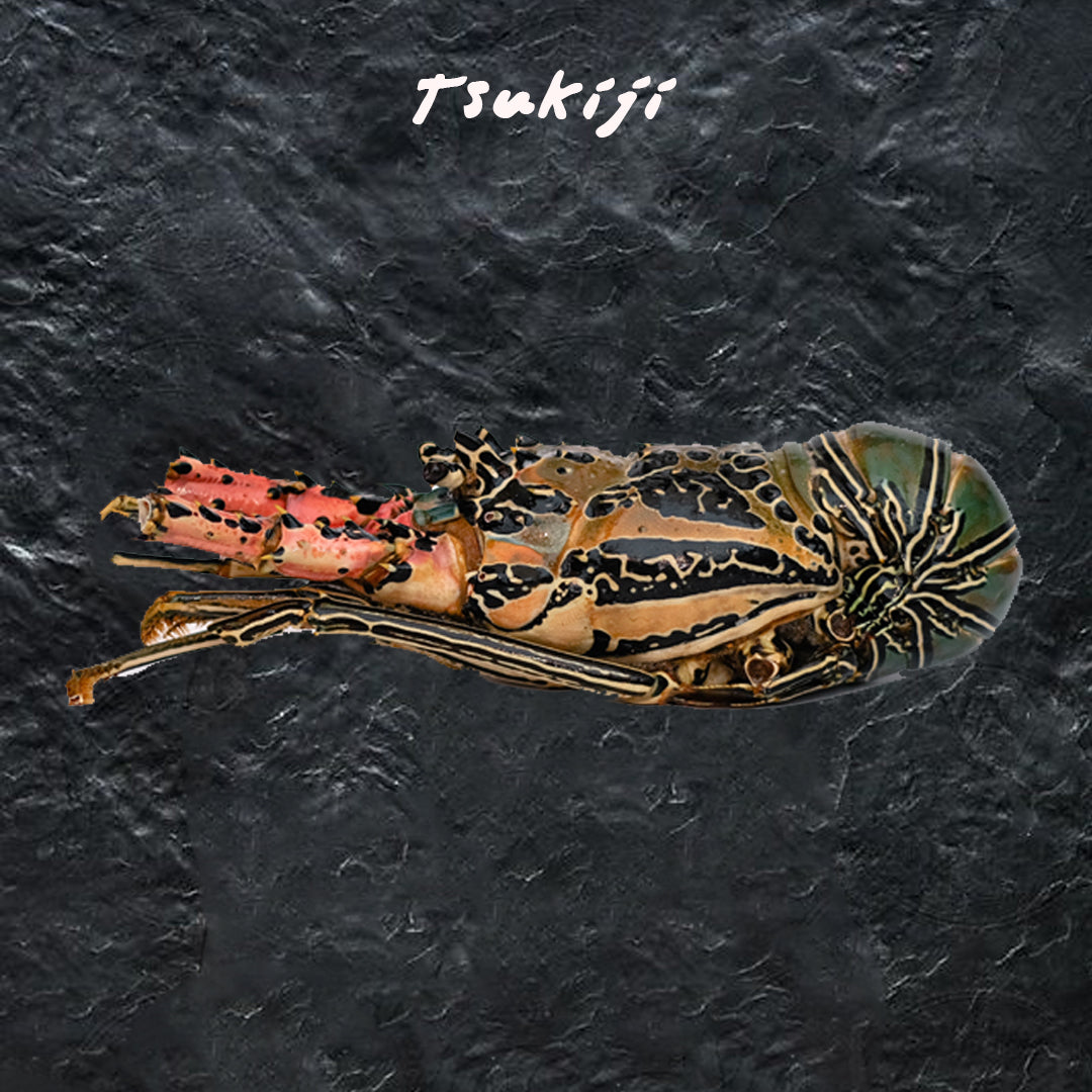 Lobster – Tsukiji ID